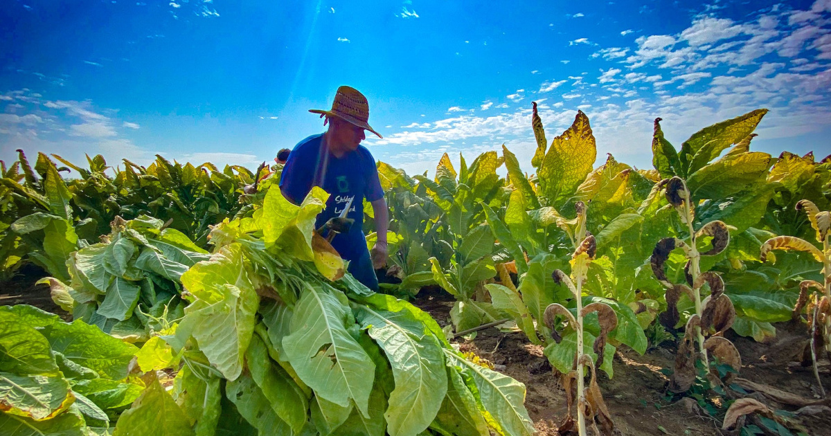 Farm Labor: It's Complicated - Kentucky Farm Bureau