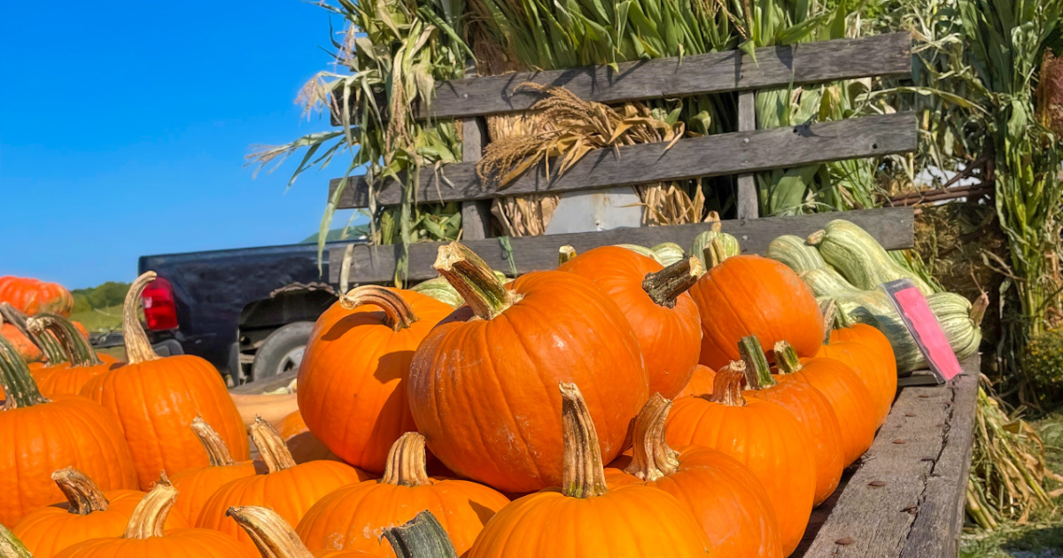 Pumpkins Finding Their Place on the Farm - Kentucky Farm Bureau